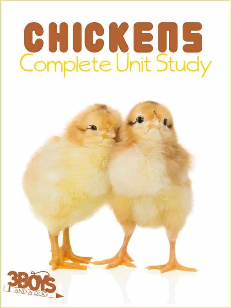 Chickens Complete Unit Study