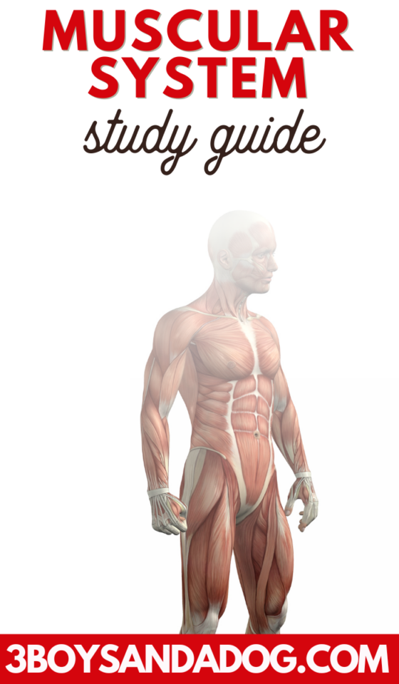 Learn the Muscular System {Third Grade Unit Study}