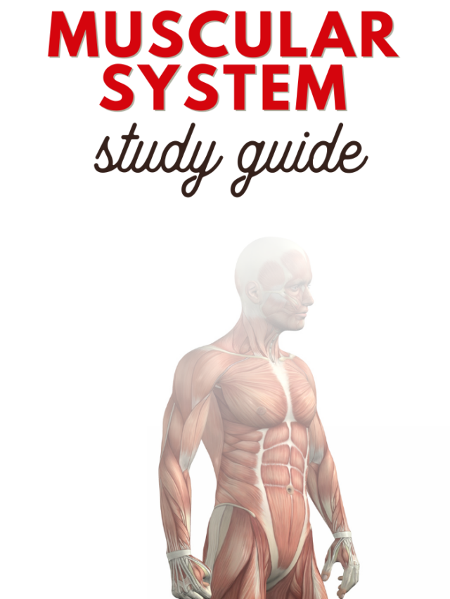 Learn the Muscular System {Third Grade Unit Study} - 3 Boys and a Dog