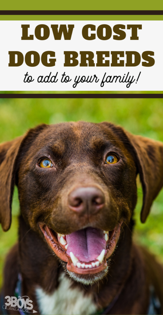 Best Dogs for Your Budget: Affordable Breeds and Care Tips