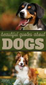 15 Heartwarming Dog Quotes to Inspire Every Dog Lover