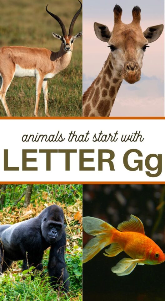 Animals That Start With G (Fun Facts and Printable List for Kids)