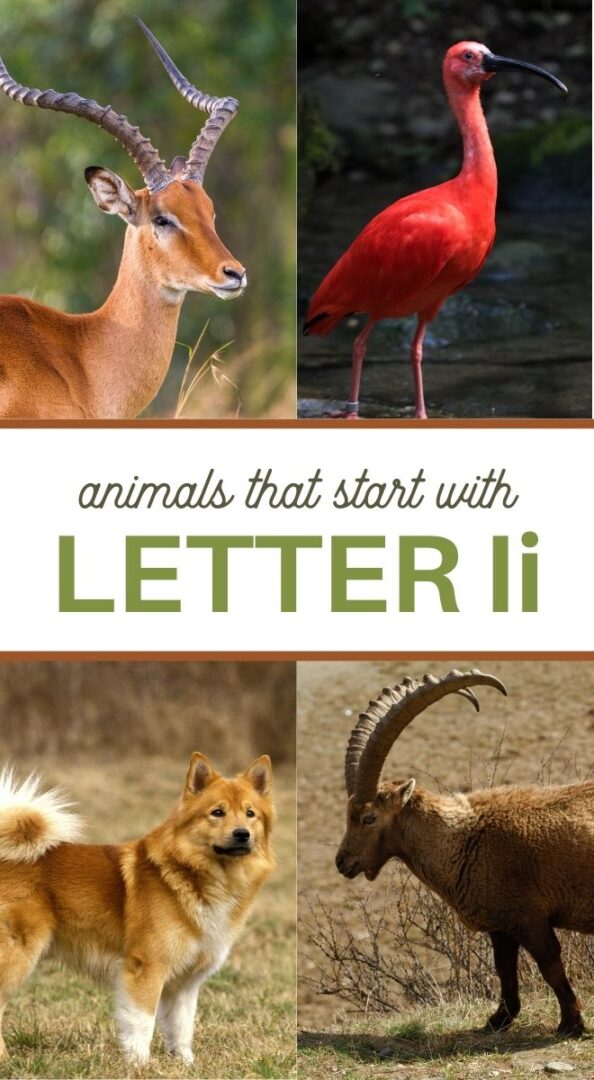 Animals That Start With Letter I - 3 Boys and a Dog