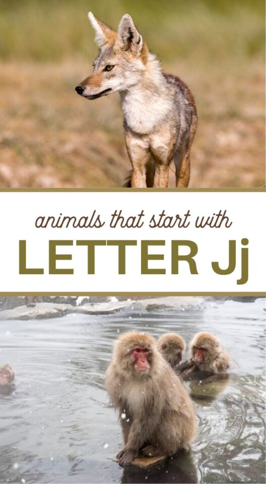 Animals That Start With Letter J - 3 Boys and a Dog