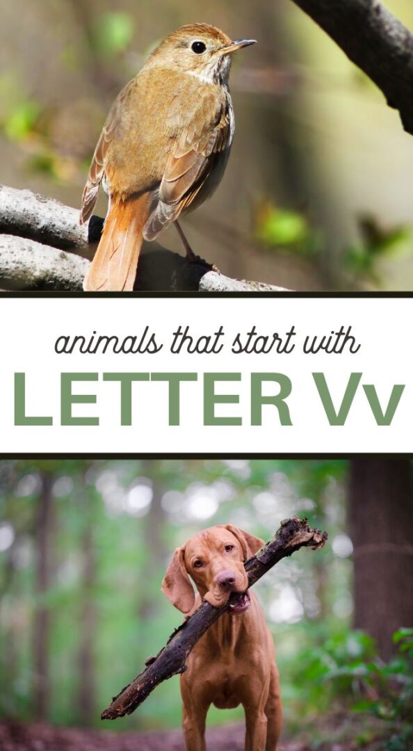 Animals That Start With Letter V - 3 Boys and a Dog