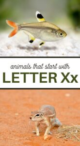 Animals That Start with X | A–Z Learning for Kids