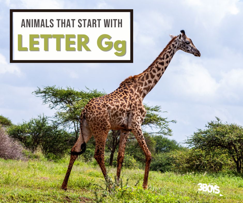 Animals That Start With G (Fun Facts and Printable List for Kids)