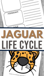 Jaguar Life Cycle Worksheets - 3 Boys and a Dog
