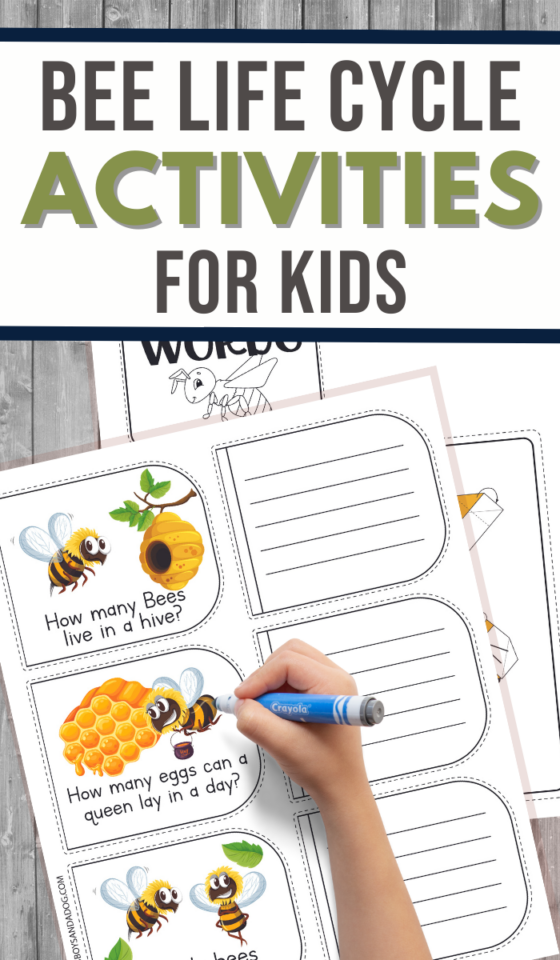 Bee Life Cycle Worksheets - 3 Boys and a Dog