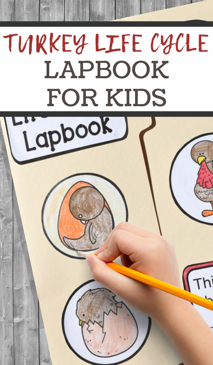 Thanksgiving Turkey Life Cycle Lapbook - 3 Boys and a Dog
