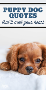 50+ Adorable Puppy Quotes to Brighten Your Day