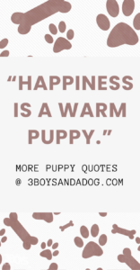 50+ Adorable Puppy Quotes to Brighten Your Day
