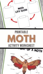 Printable Moth Activity Set
