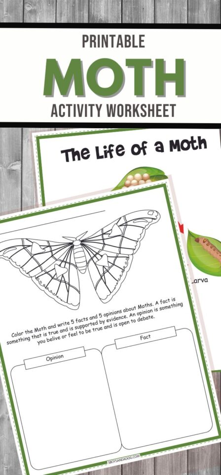 Printable Moth Activity Set