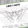 Printable Moth Activity Set - 3 Boys and a Dog