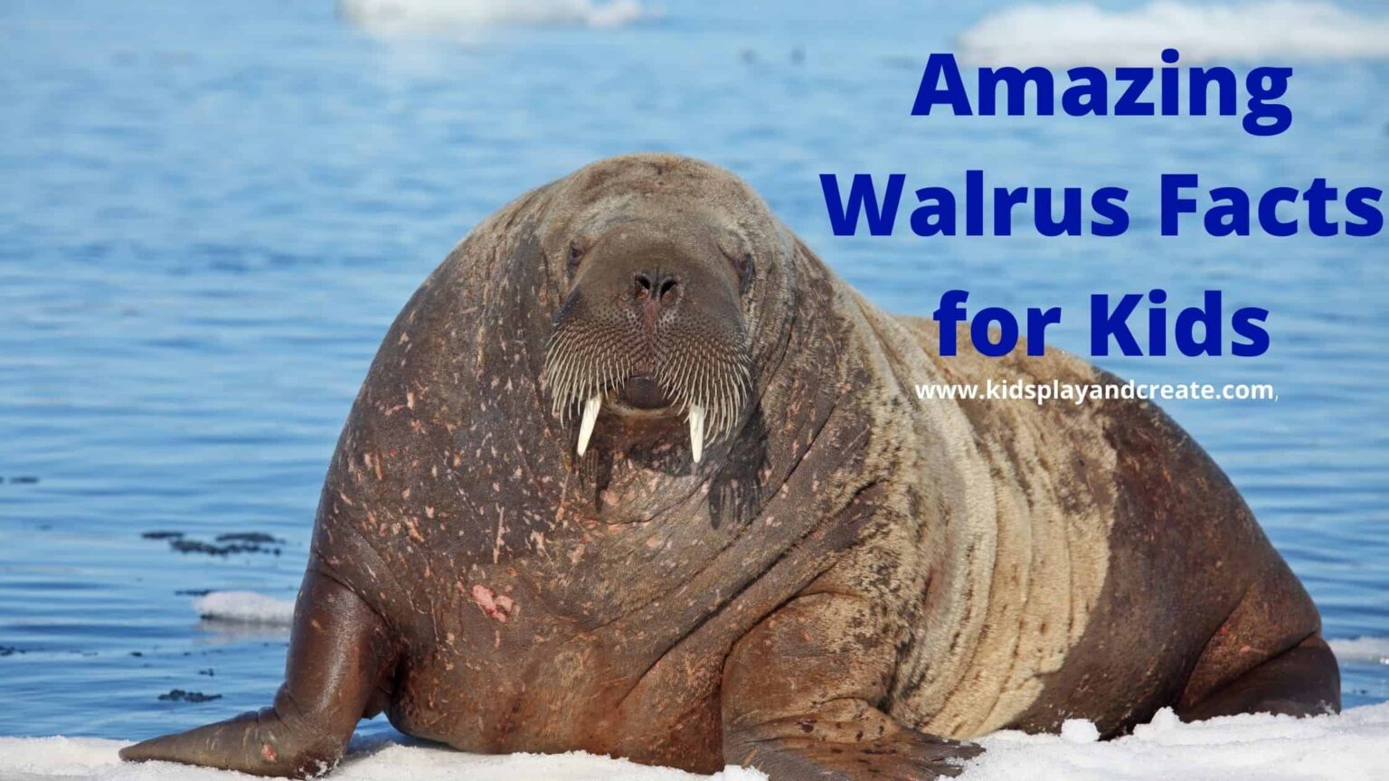 Walrus Crafts and Activities for Kids - 3 Boys and a Dog