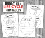 Lifecycle of a Honey Bee Worksheets for Hands-On Learning