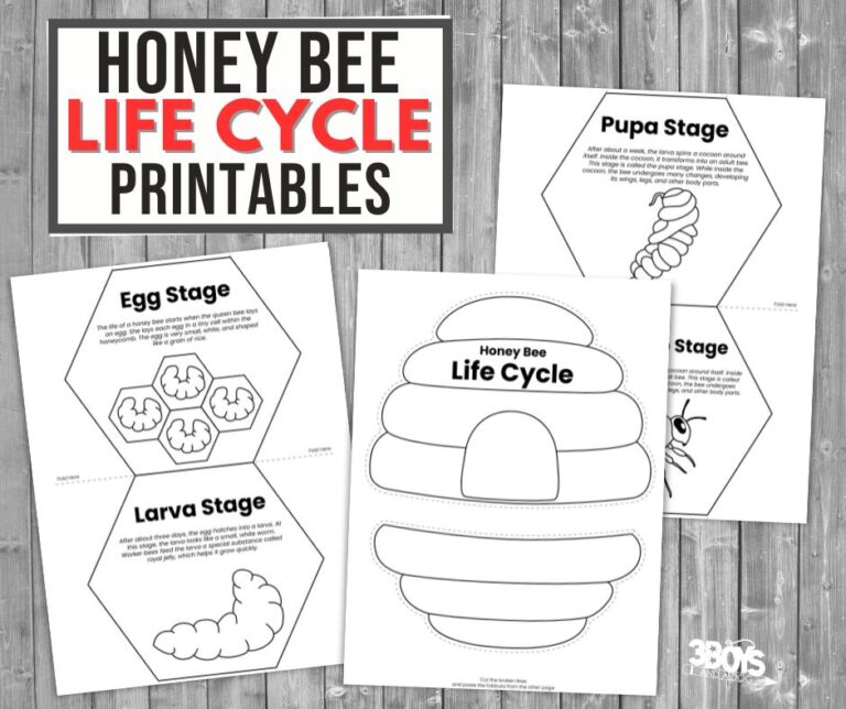 Lifecycle of a Honey Bee Worksheets for Hands-On Learning