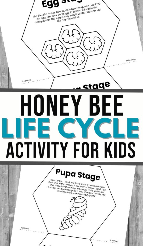 Lifecycle of a Honey Bee Worksheets for Hands-On Learning
