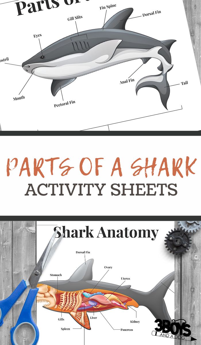 Shark Activity Printable Pack for Homeschool Learning