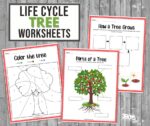 Tree Life Cycle Worksheets - 3 Boys and a Dog